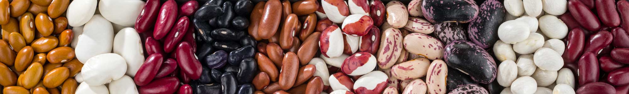 Wallace Spring Farms, Armstrong, BC, Bean Grower, Kidney Beans, Dried Beans